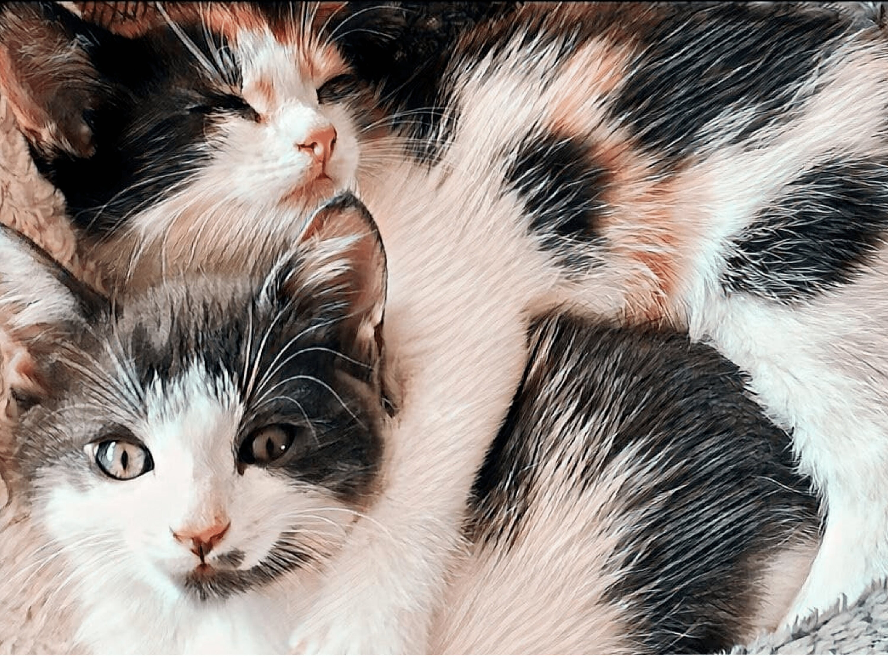 Custom Pet Portraits, Artistic Pet Designs,personalized Pet Gift Ideas ...