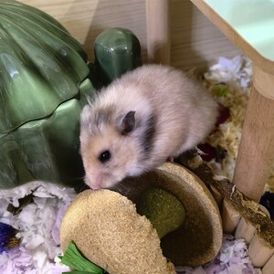 Hamster Chew Toys Hamster Dish Hamster Cage Decor Small Animals Toys ...