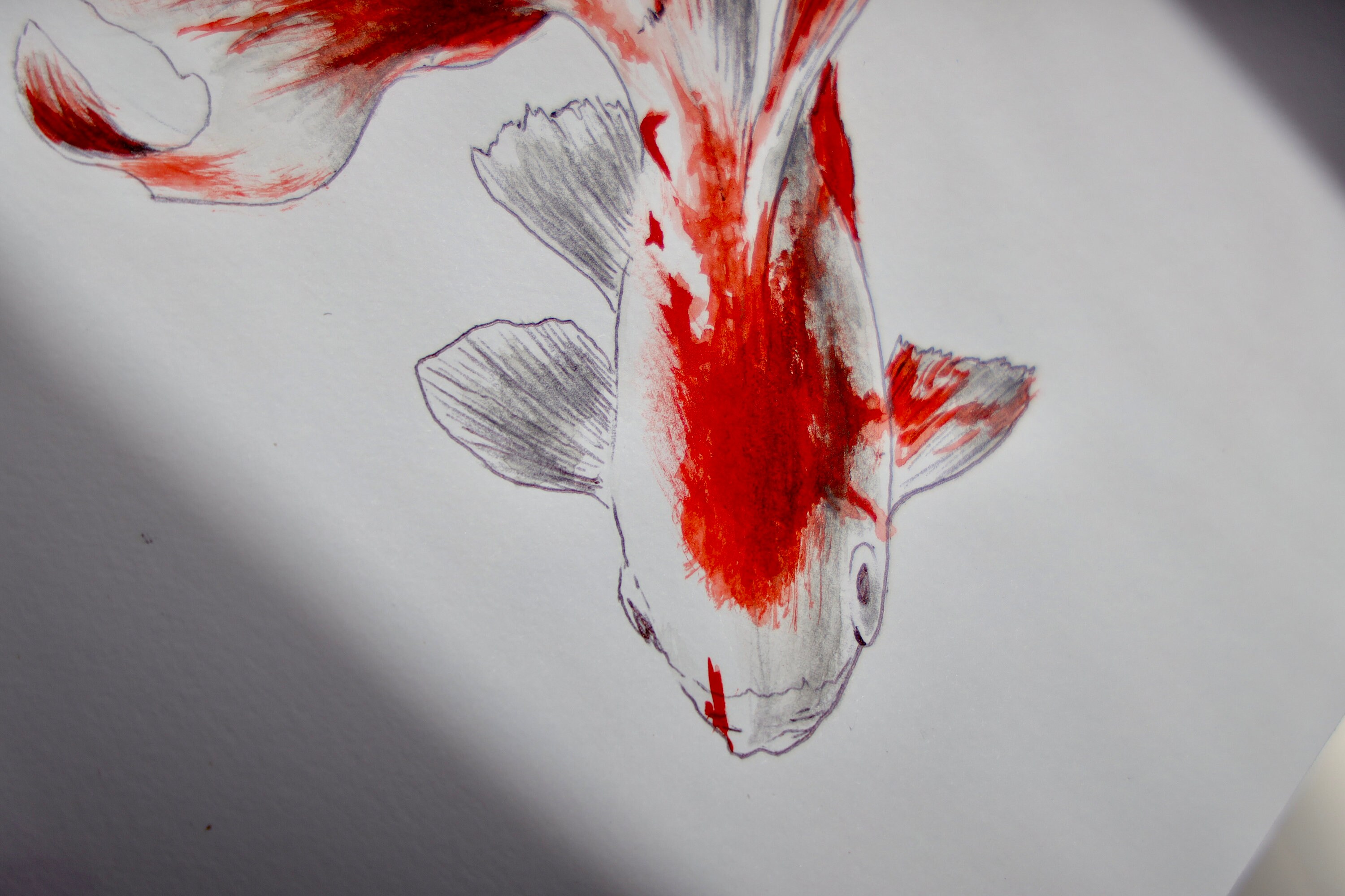 Watercolor Kingyo goldfish Tosakin Painting Art & Collectibles etna.com.pe