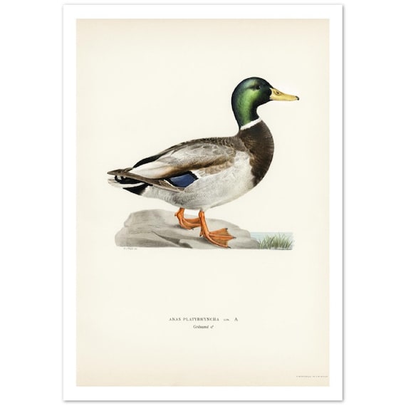 Mallard Duck Drawing
