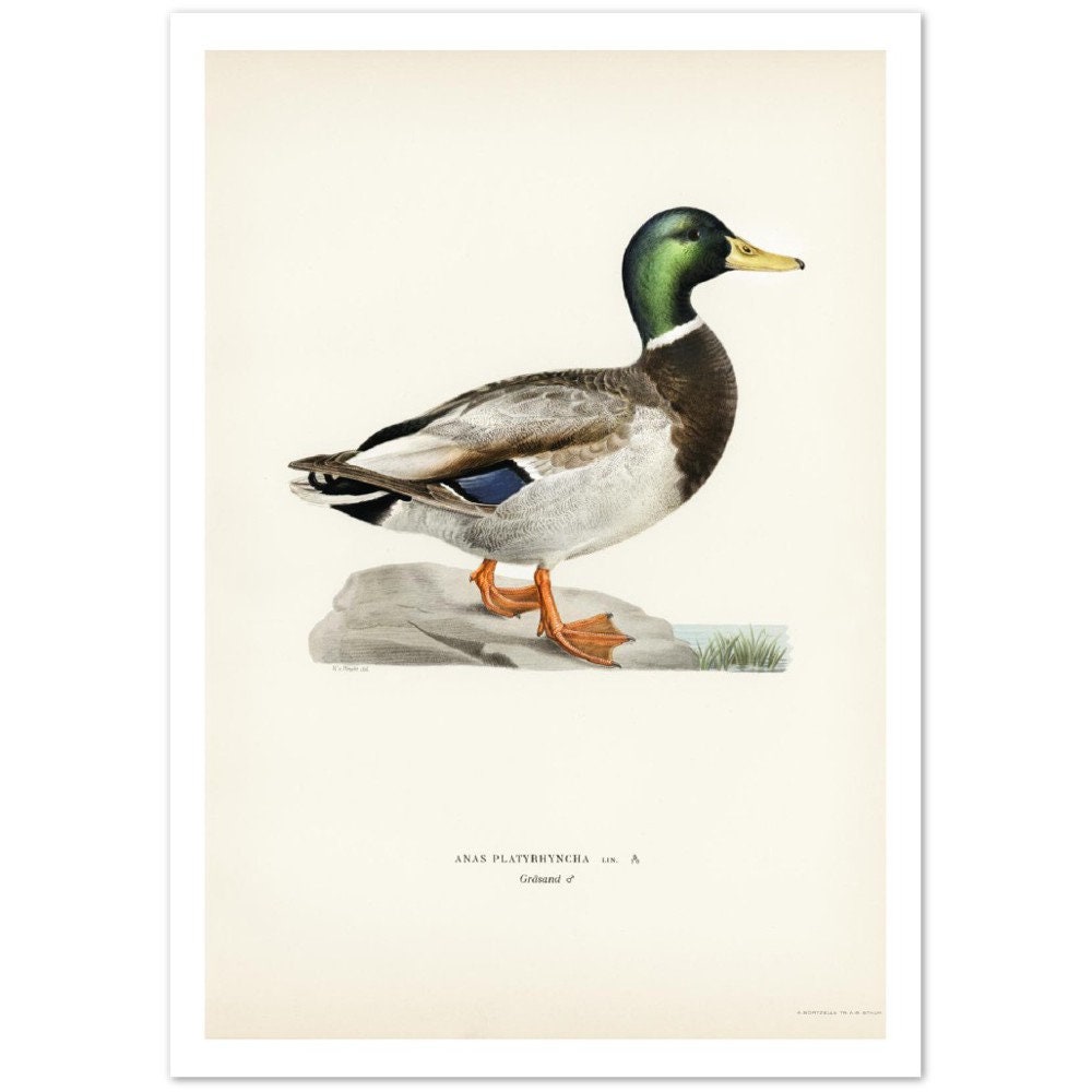 Mallard Duck Vintage Art Print, Antique Bird Illustration, - Etsy