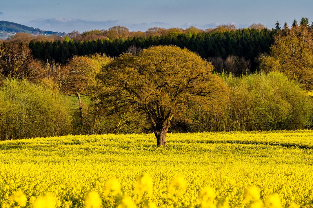 Rapeseed Field Tree Print. Framed and Mounted Limited Edition, Wall Art ...