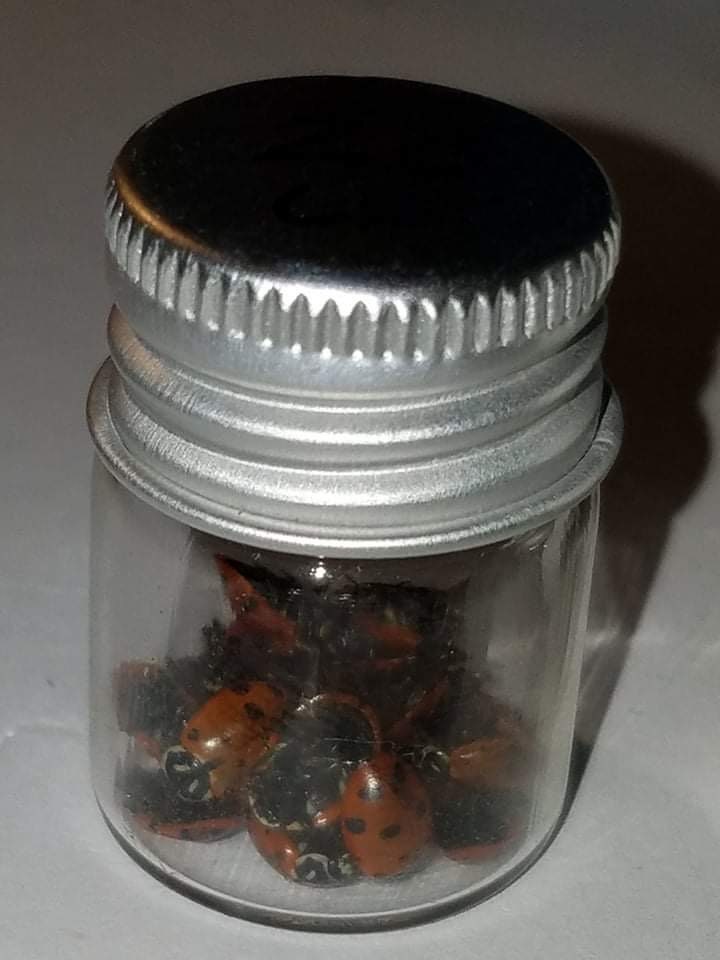 Taxidermy & Curiosities 10ct/20ct Preserved Ladybug Specimens Home ...