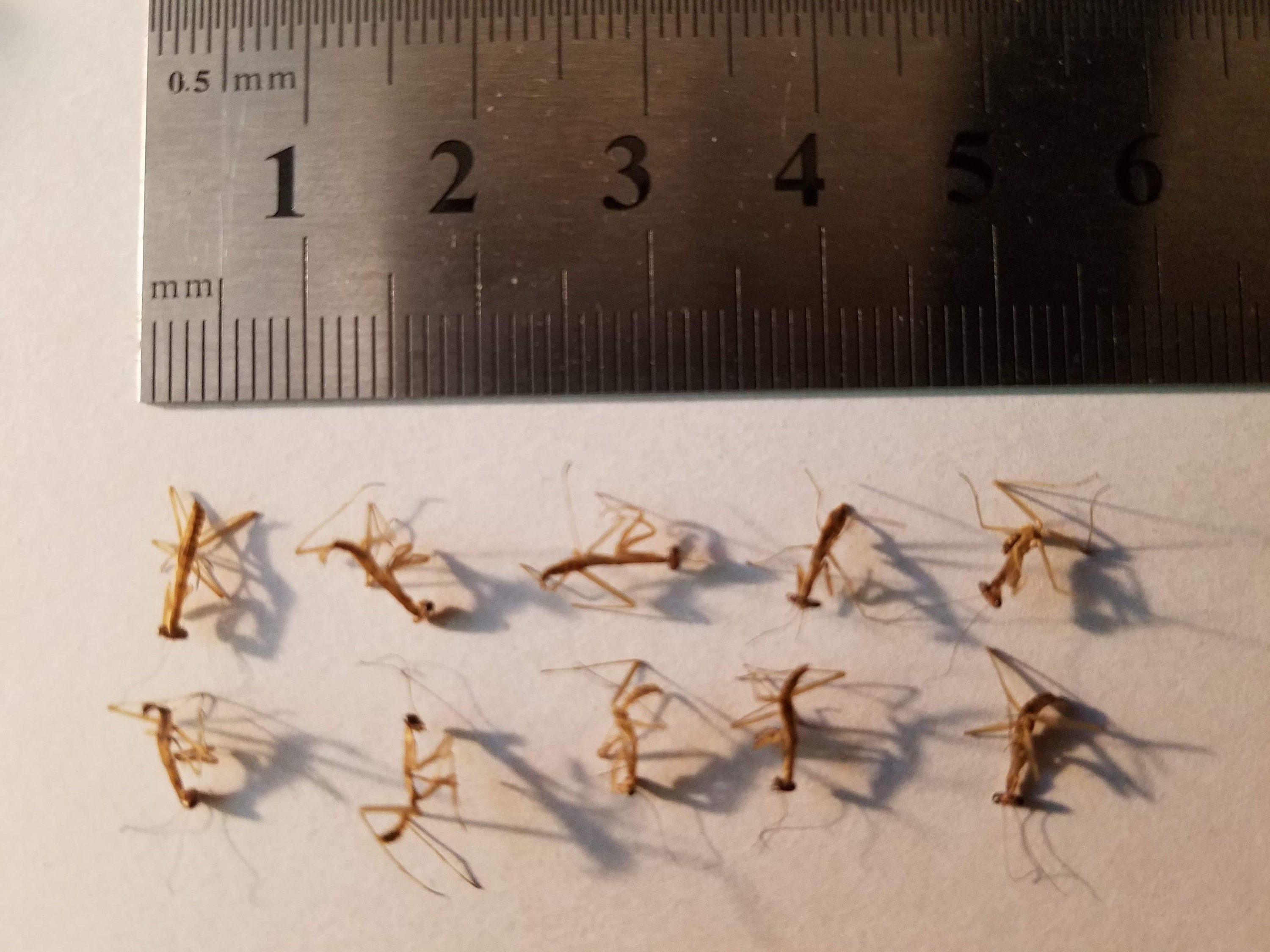 Taxidermy & Curiosities 10ct/20ct Preserved Ladybug Specimens Home ...