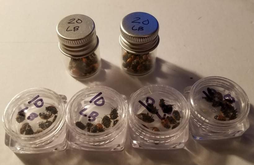 Taxidermy & Curiosities 10ct/20ct Preserved Ladybug Specimens Home ...