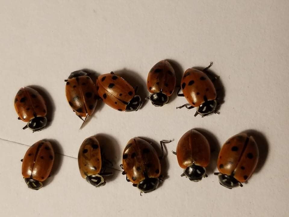 Taxidermy & Curiosities 10ct/20ct Preserved Ladybug Specimens Home ...