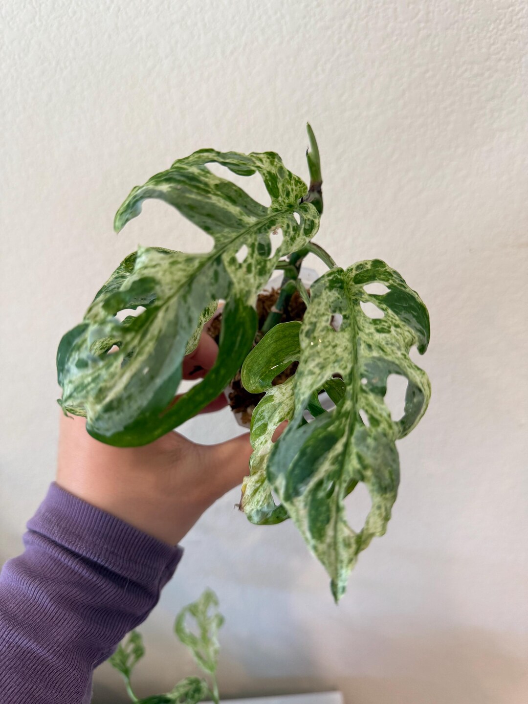 Monstera Laniata Mottled Variegated Plant - Etsy