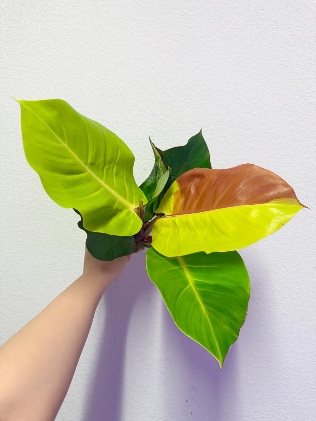 Philodendron Yellow Flame Red Moon Plant - Etsy