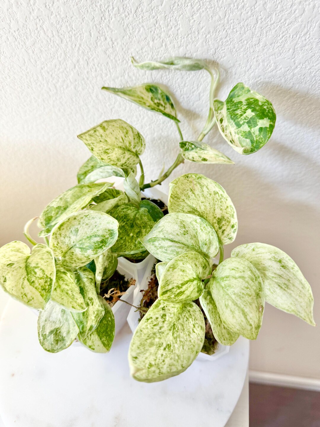 Scindapsus Jade Satin Mint Variegated Plant - Growers Choice - Etsy