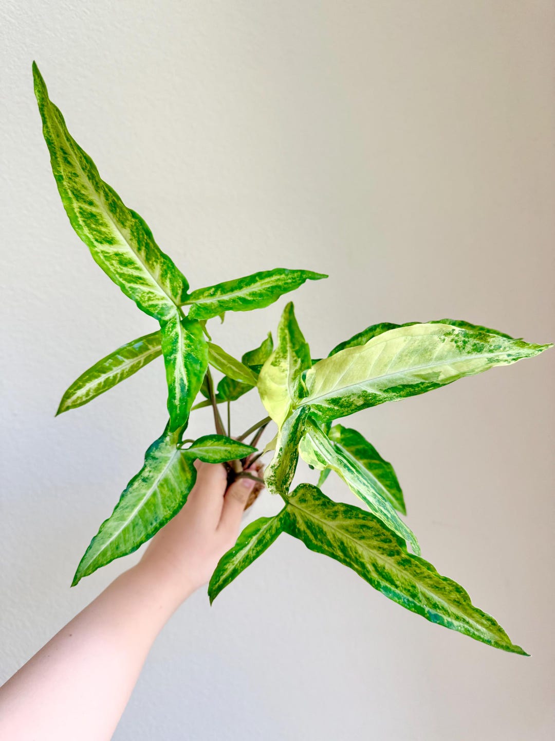 Syngonium Angustatum Variegated Plant Growers Choice - Etsy