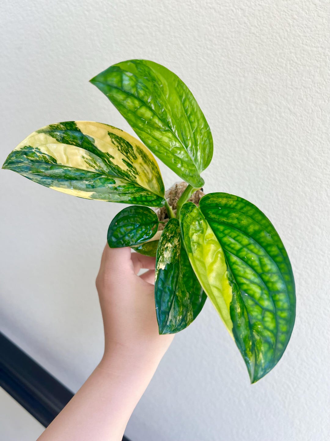 Monstera Peru Variegated Plant - Etsy