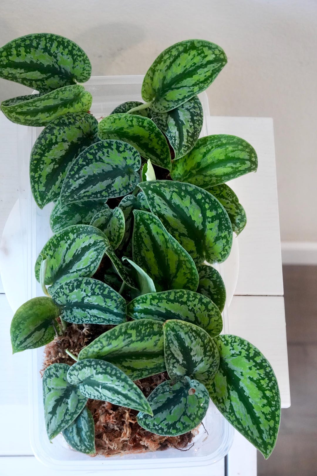 Scindapsus Tricolor Variegated Plant (special) Growers Choice - Etsy