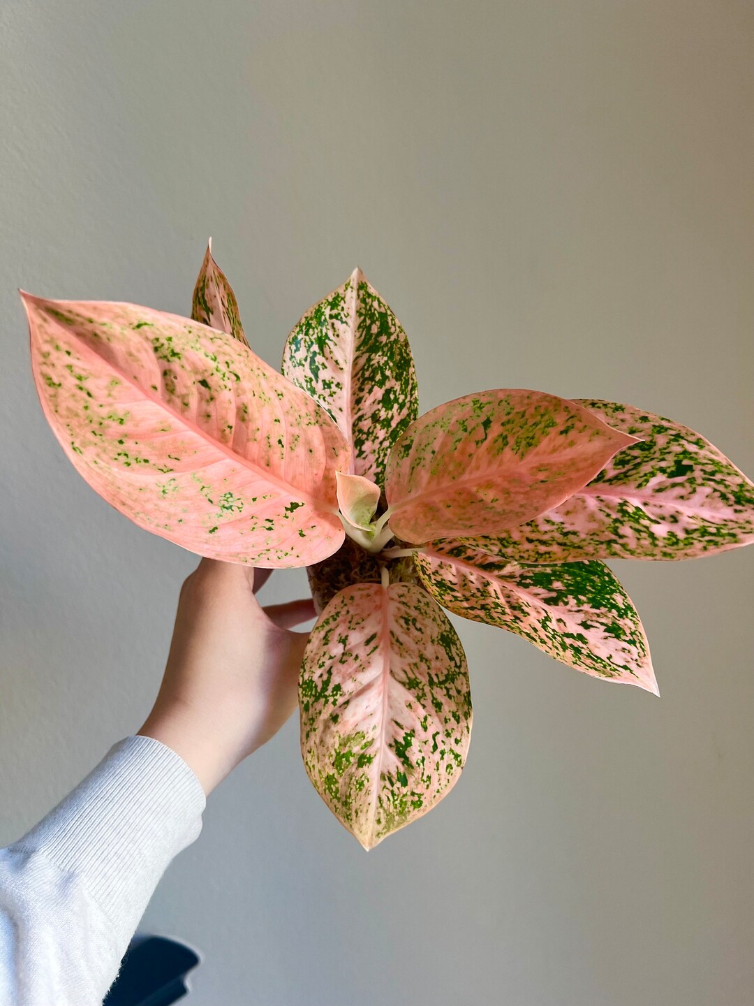 Aglaonema Orange Stardust Plant - Etsy