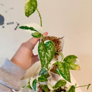 Scindapsus Mayari Variegated Plant - Growers Choice - Etsy