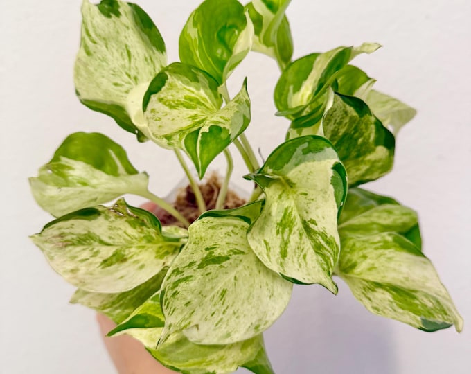 Manjula Pothos Plant - Etsy