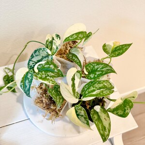 Scindapsus Mayari Variegated Plant - Growers Choice - Etsy