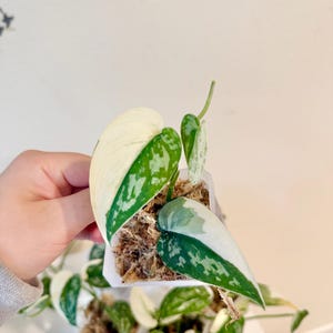 Scindapsus Mayari Variegated Plant - Growers Choice - Etsy