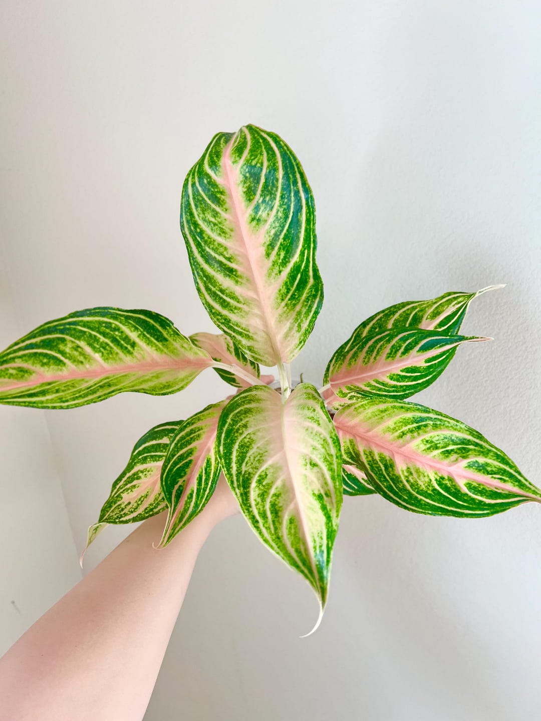 Aglaonema Pink Sunset Plant - Growers Choice - Etsy
