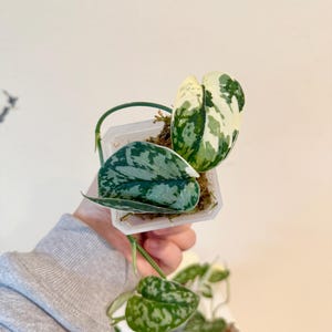 Scindapsus Mayari Variegated Plant - Growers Choice - Etsy