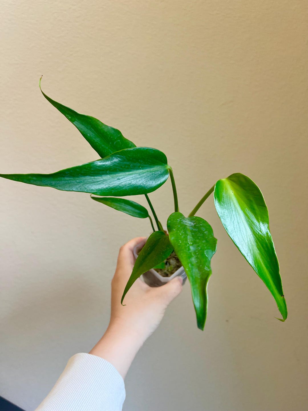 Monstera Burle Marx Flame Plant From CUT Growers Choice - Etsy