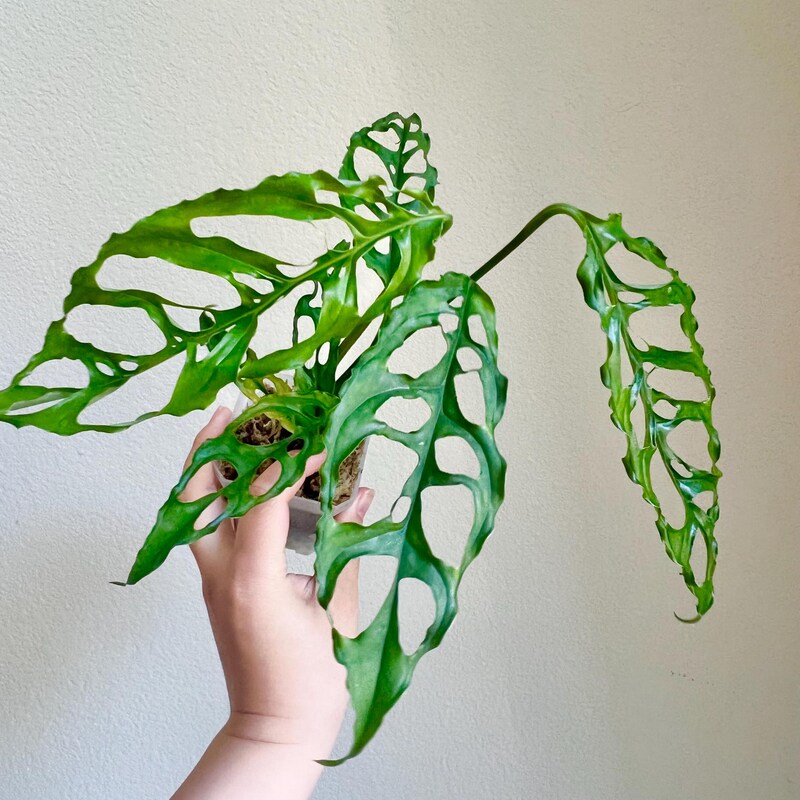 Variegated Monstera - Etsy