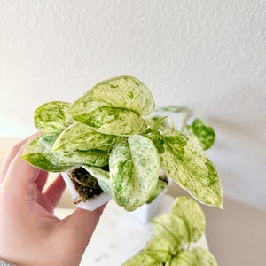 Scindapsus Jade Satin Mint Variegated Plant - Growers Choice - Etsy
