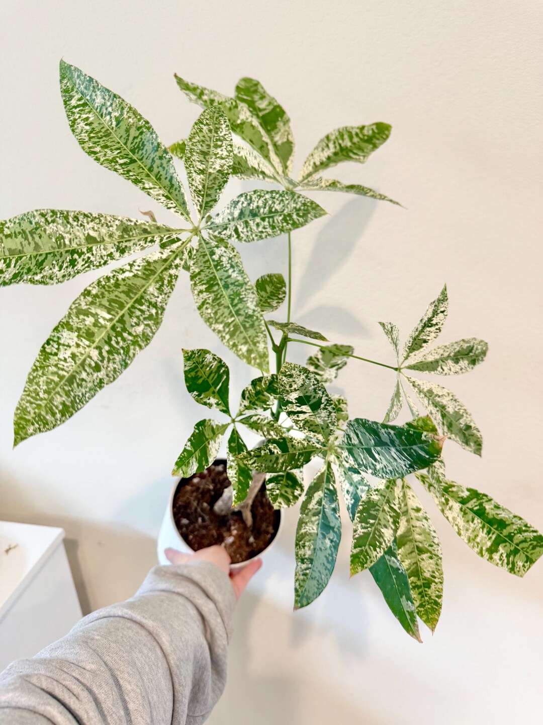 Pachira Glabra Variegated (grafted) (money Tree Variegated) Plant - Etsy