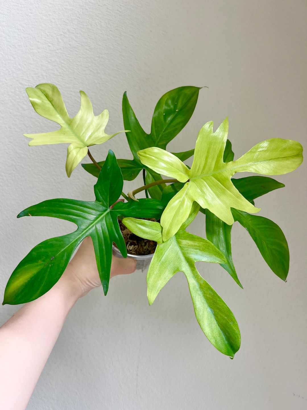 Philodendron Florida Mint Variegated Plant - Growers Choice - Etsy