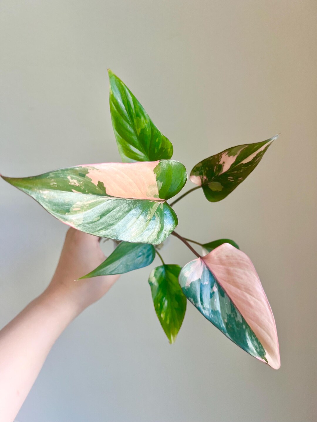 Homalomena Pink Diamond Plant - Growers Choice - Etsy