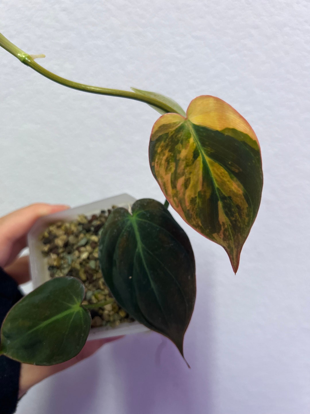 Philodendron Mican Variegated Plant - Etsy