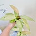 Scindapsus Mayari Variegated Plant - Growers Choice - Etsy