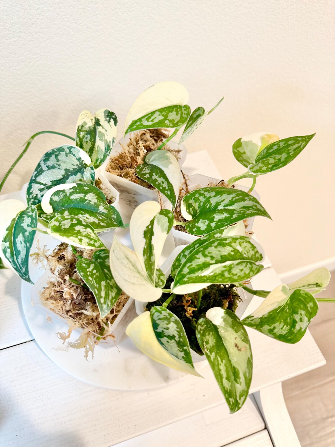 Scindapsus Mayari Variegated Plant - Growers Choice - Etsy