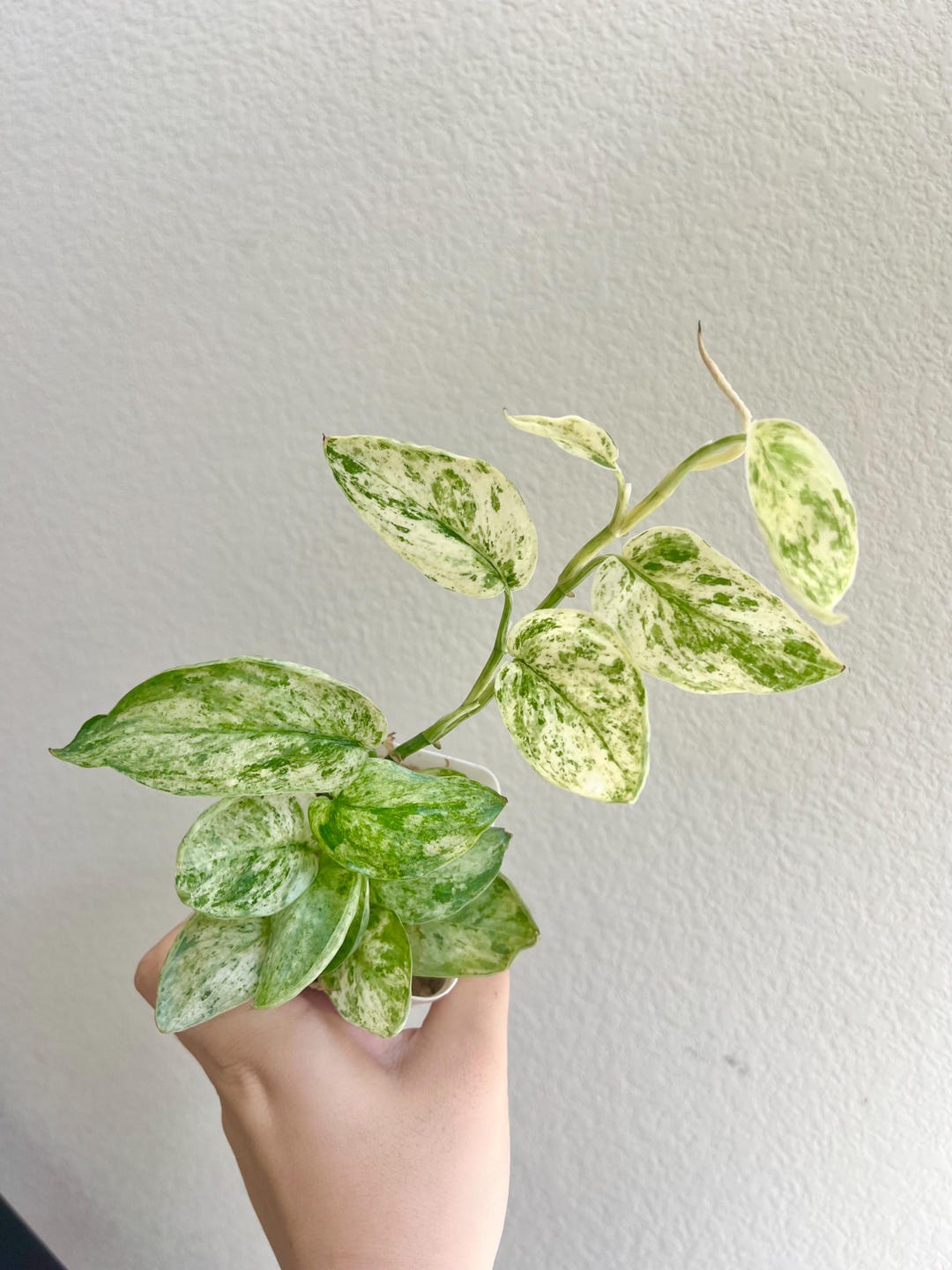 Scindapsus Jade Satin Mint Variegated Plant Growers Choice - Etsy