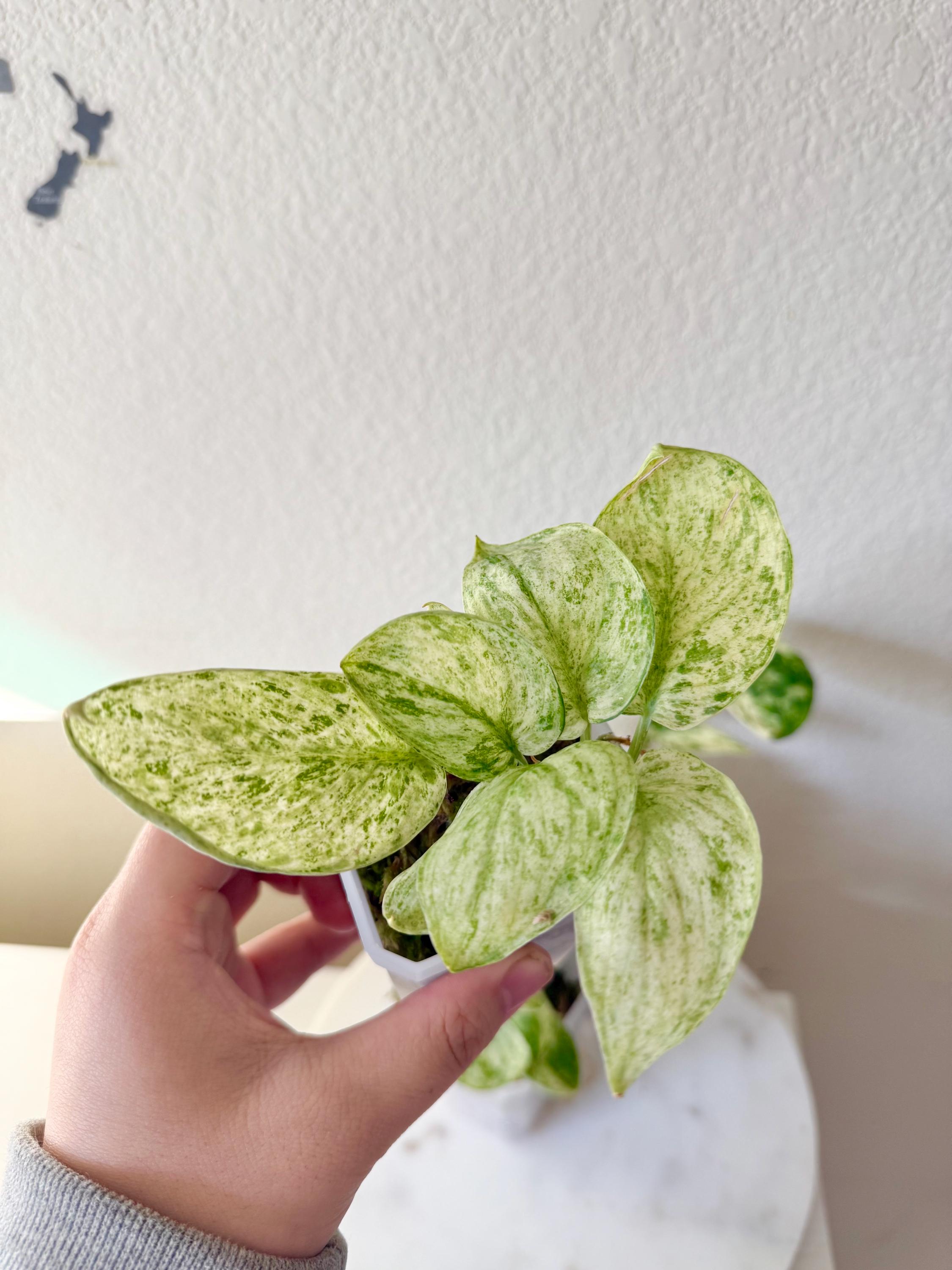 Scindapsus Jade Satin Mint Variegated Plant - Growers Choice - Etsy