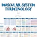 Muscular System Medical Terminology - Etsy