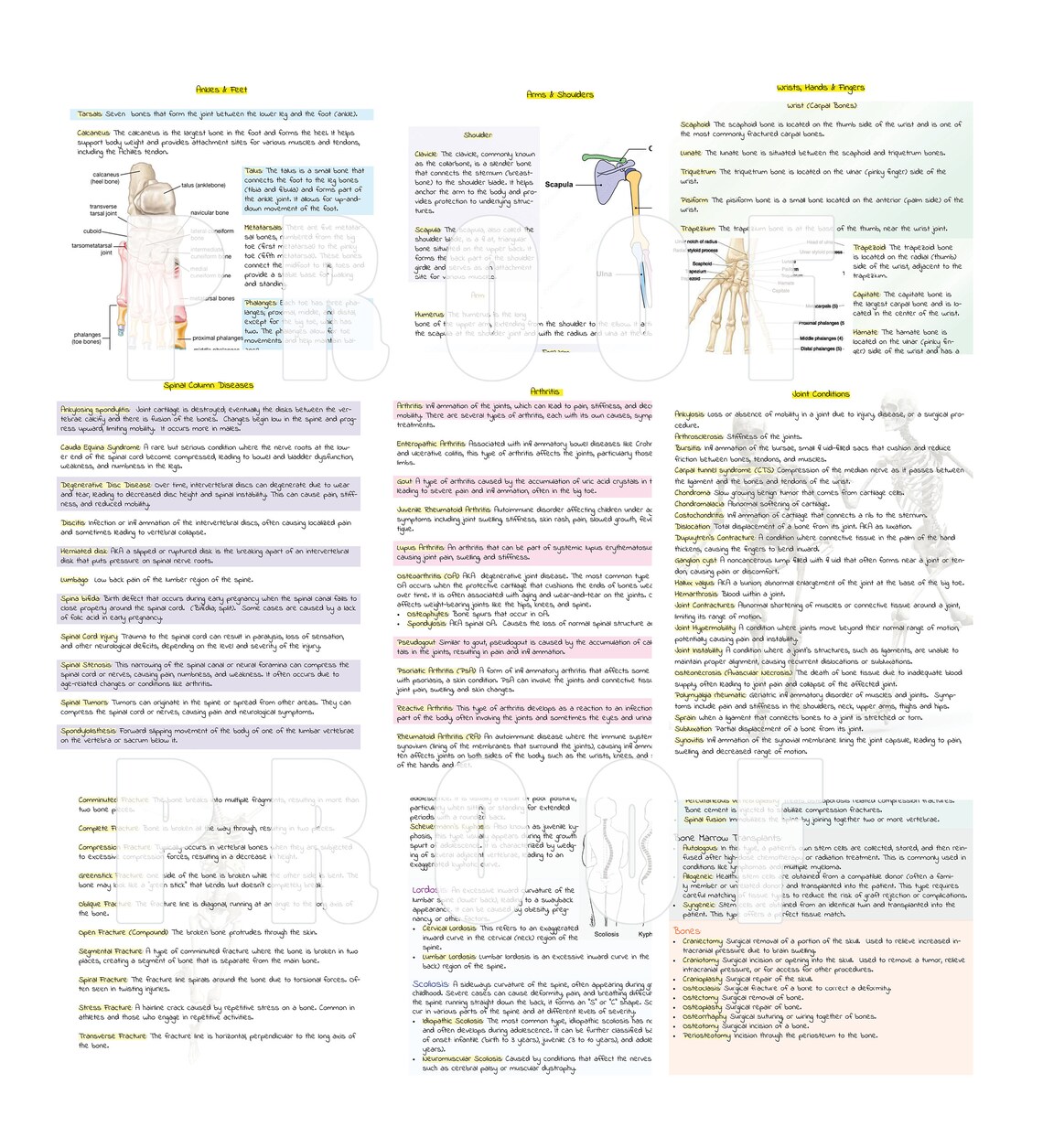 Skeletal System Medical Terminology - Etsy
