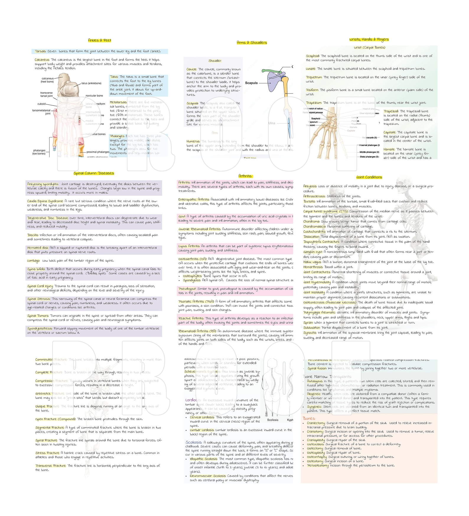 Skeletal System Medical Terminology - Etsy