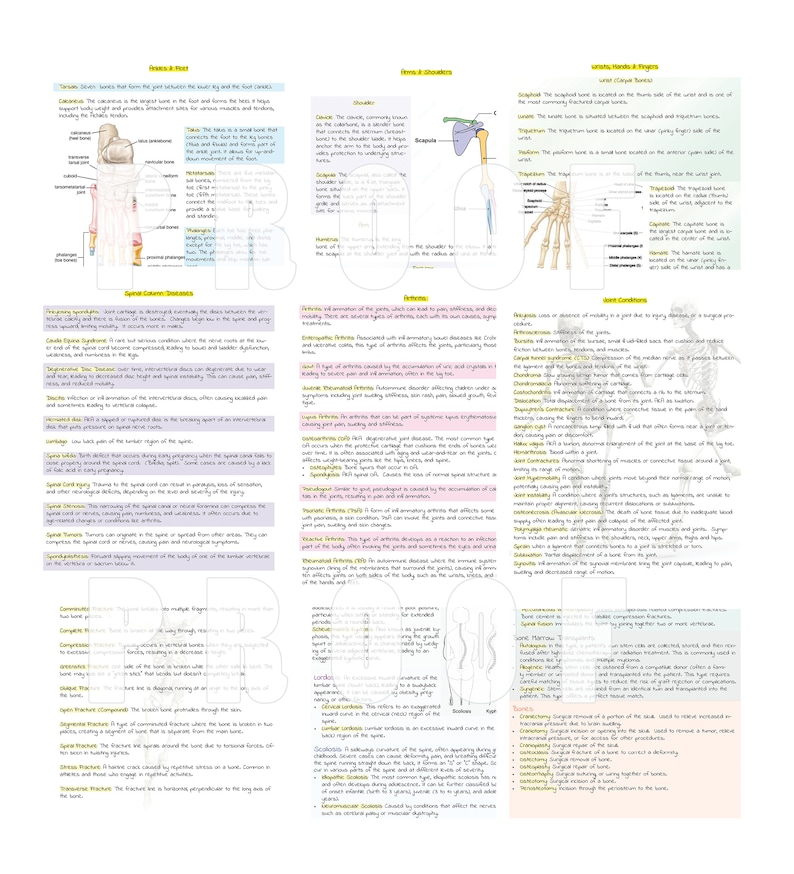 Skeletal System Medical Terminology - Etsy