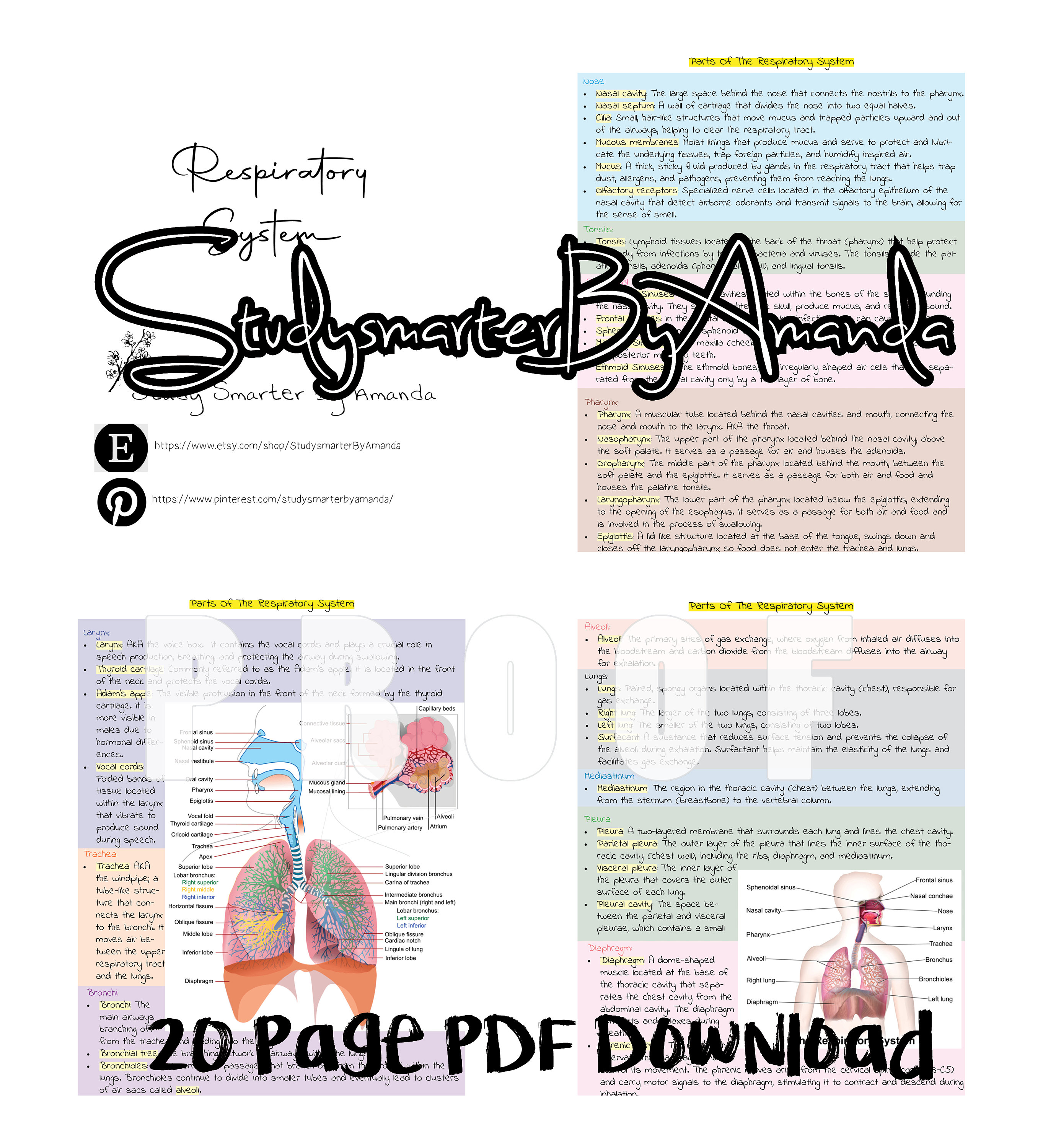 Respiratory System Medical Terminology - Etsy