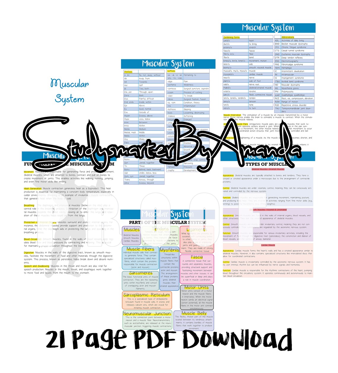 Muscular System Medical Terminology - Etsy