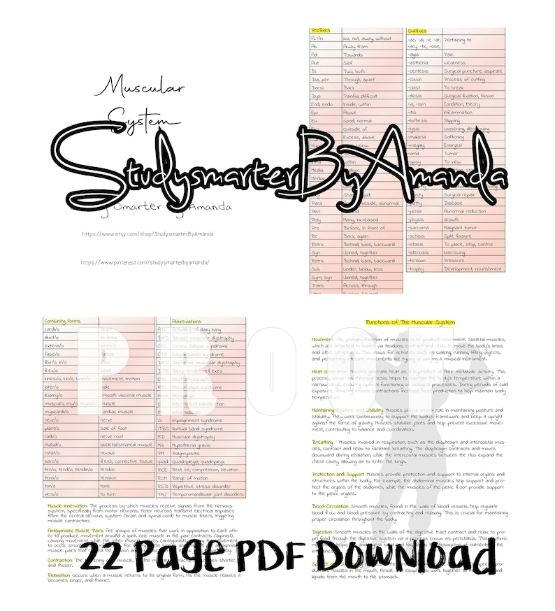 Muscular System Medical Terminology - Etsy