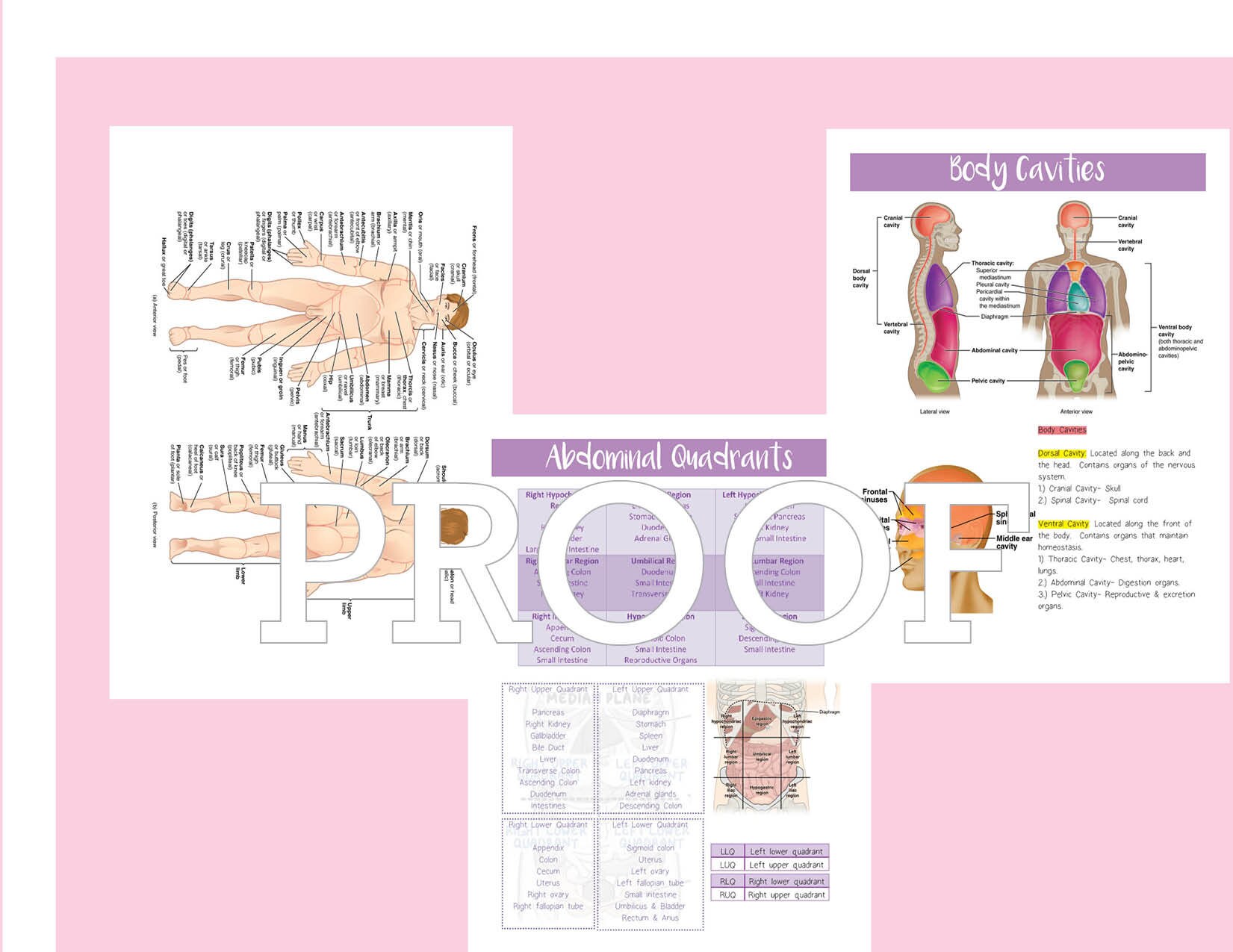 Intro to Medical Terminology Nursing Notes - Etsy