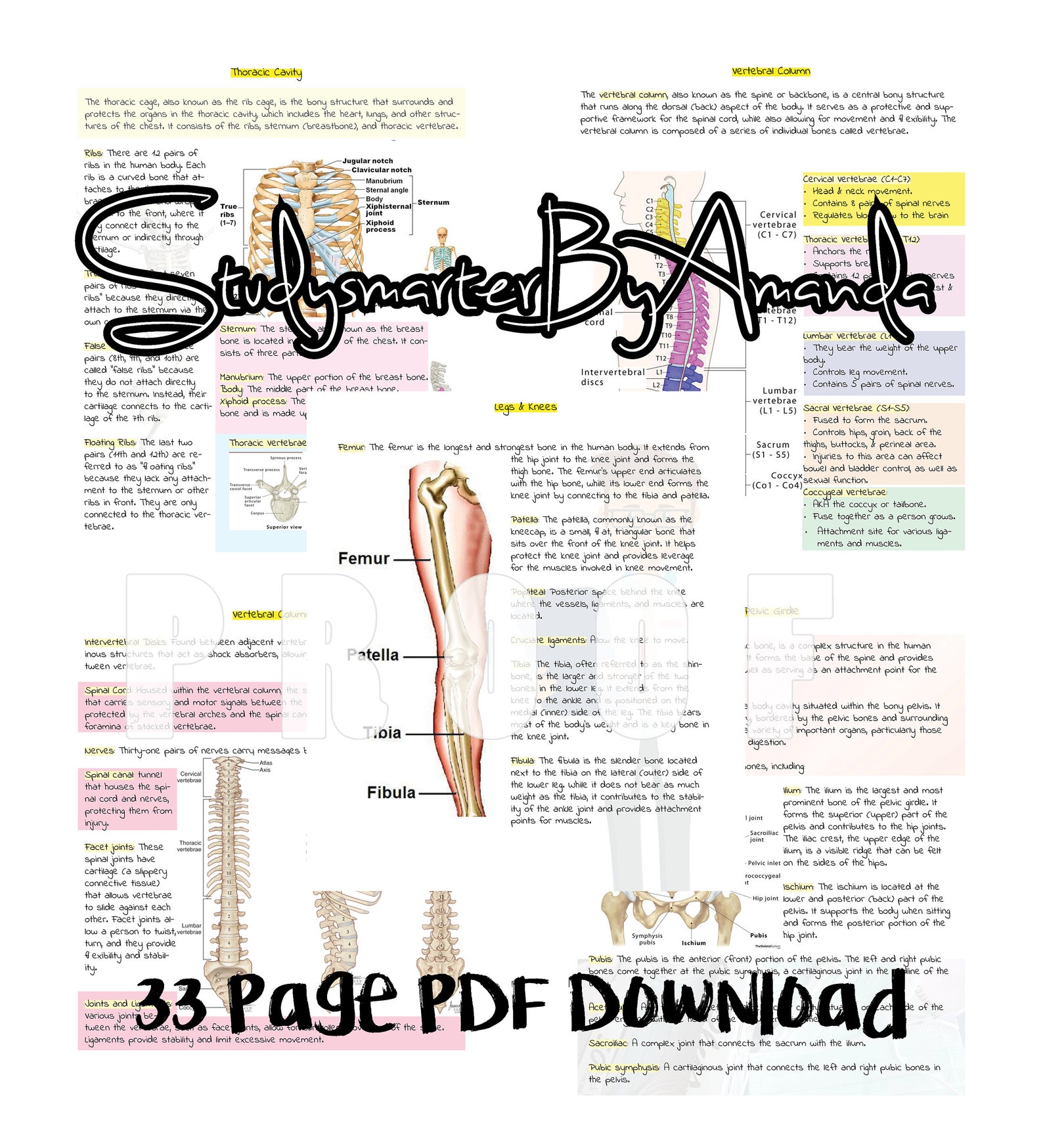 Skeletal System Medical Terminology - Etsy