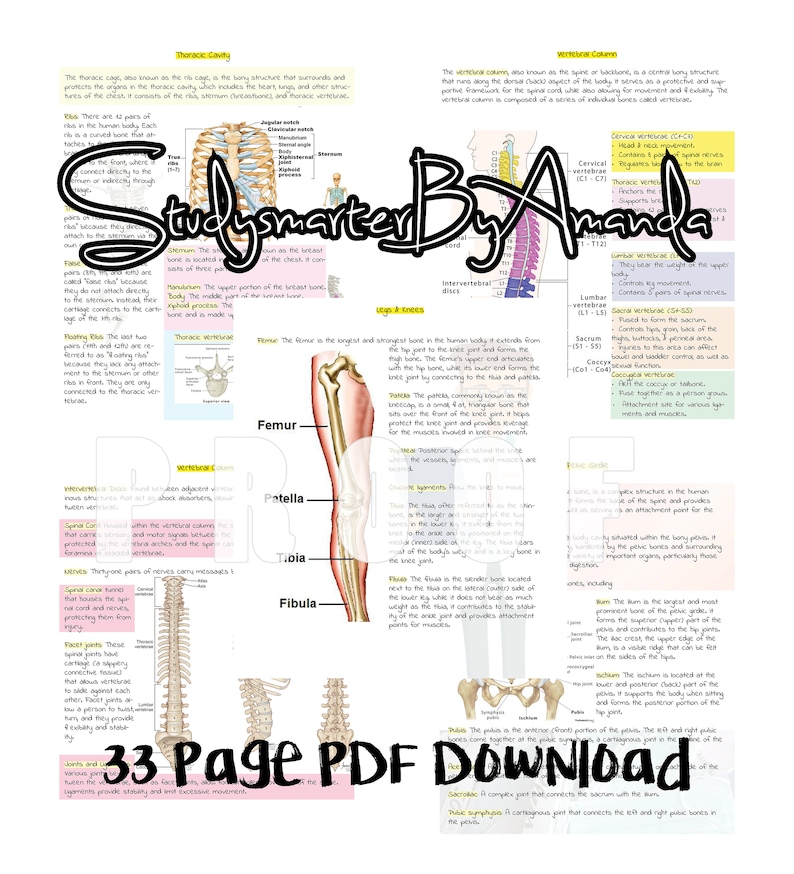 Skeletal System Medical Terminology - Etsy