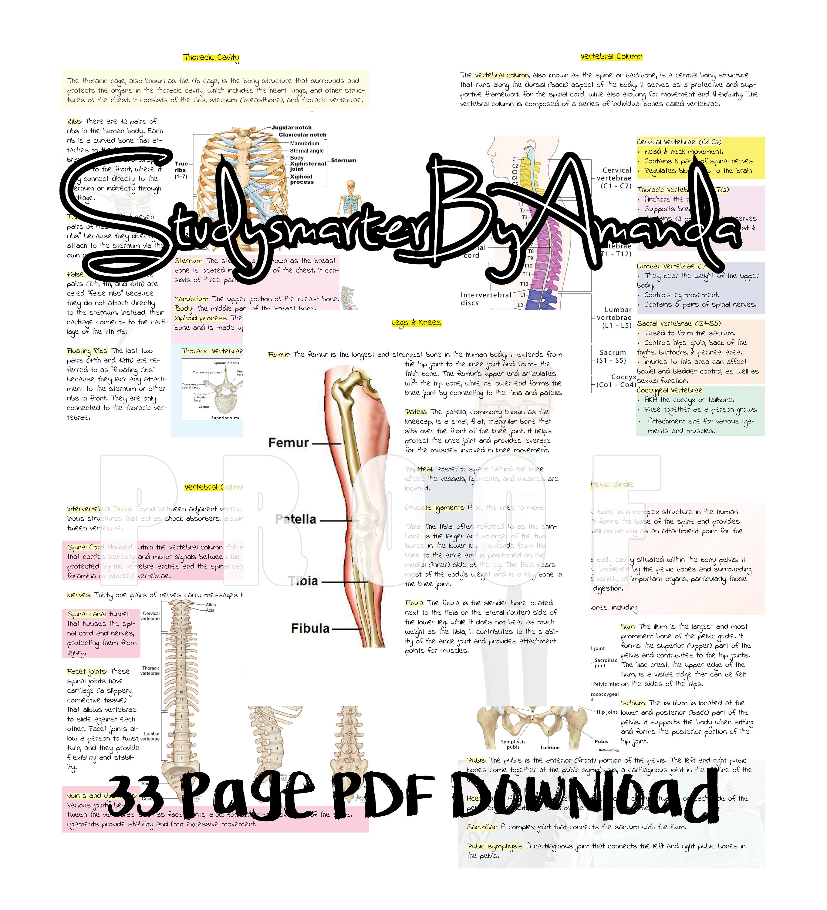Skeletal System Medical Terminology - Etsy