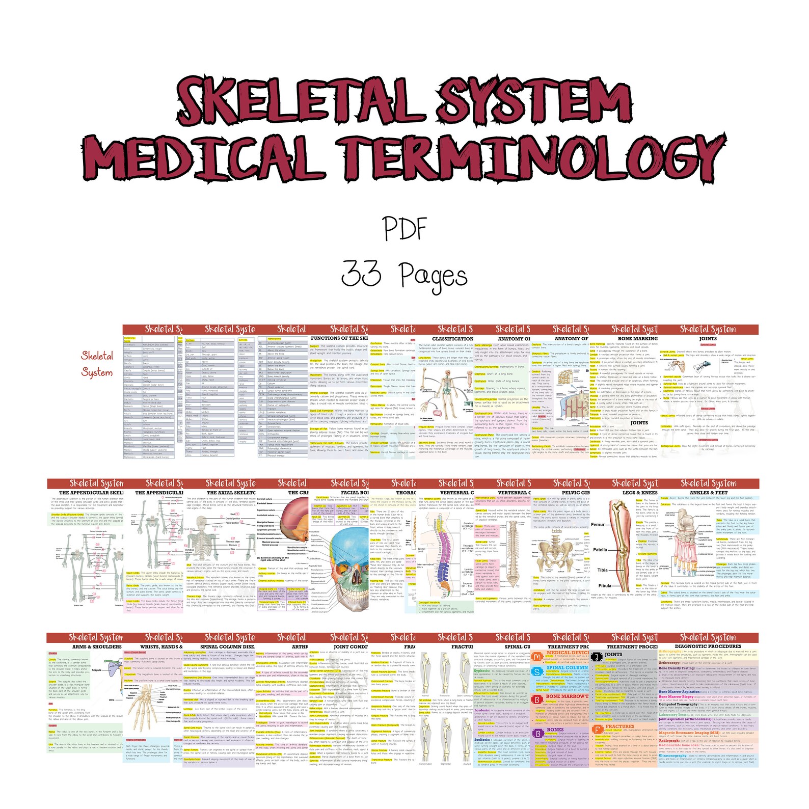 Skeletal System Medical Terminology - Etsy