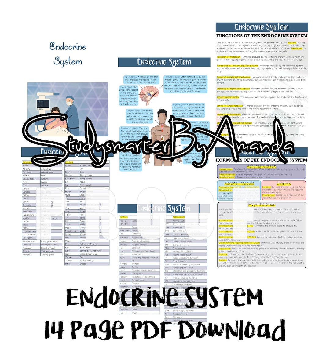 Endocrine System Medical Terminology - Etsy