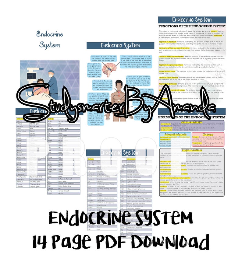 Endocrine System Medical Terminology - Etsy