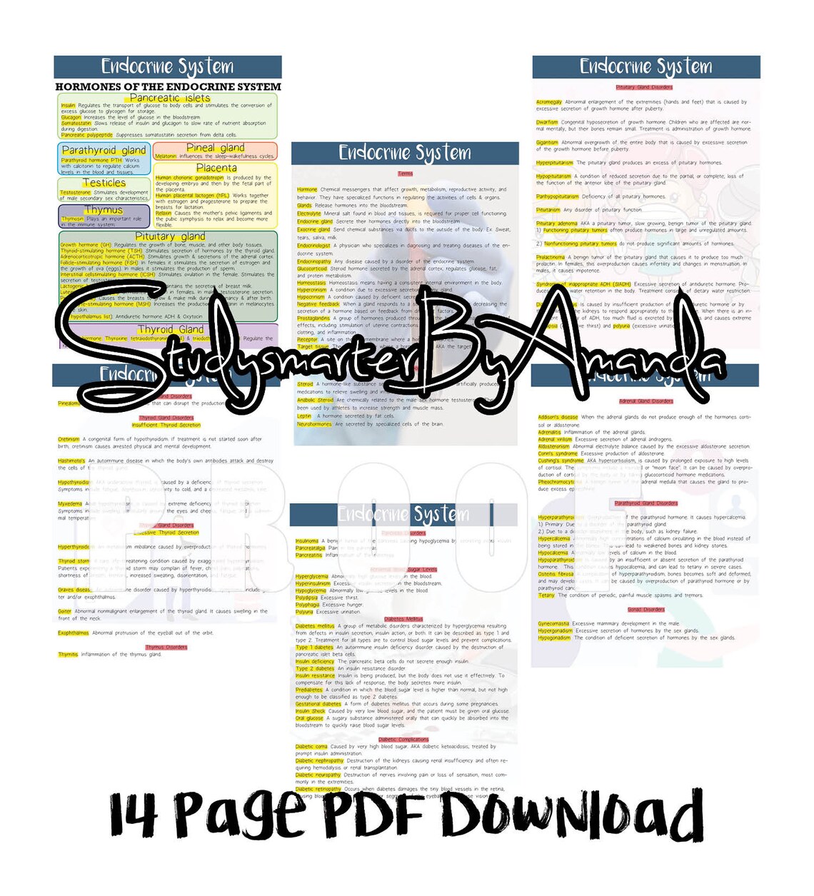 Endocrine System Medical Terminology - Etsy