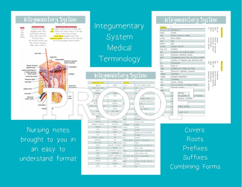 Integumentary System Medical Terminology - Etsy Integumentary System Medical Terminology - Etsy